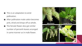 Mulberry plant - Morphology, plant parts, pptx | PPTX
