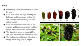 Mulberry plant - Morphology, plant parts, pptx | PPTX