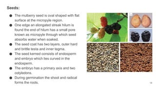 Mulberry plant - Morphology, plant parts, pptx | PPTX