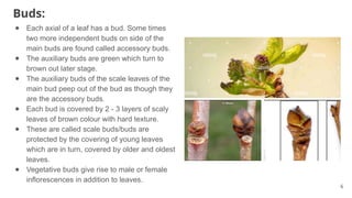 Mulberry plant - Morphology, plant parts, pptx | PPTX