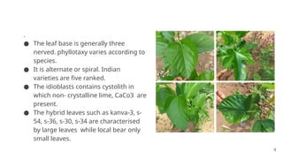 Mulberry plant - Morphology, plant parts, pptx | PPTX