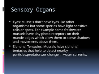 Morphology of mussles.pptx detailed explanation | PPTX