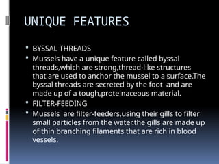 Morphology of mussles.pptx detailed explanation | PPTX