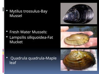 Morphology of mussles.pptx detailed explanation | PPTX