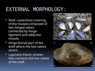 Morphology of mussles.pptx detailed explanation | PPTX