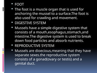 Morphology of mussles.pptx detailed explanation | PPTX
