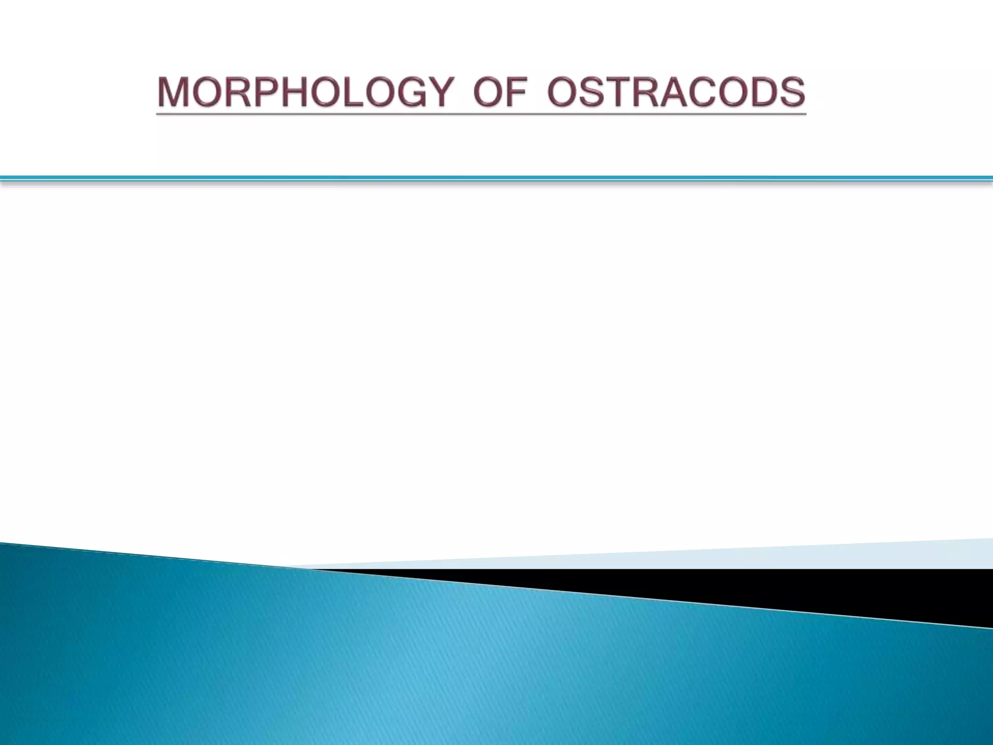 Morphology of ostracods | PPT
