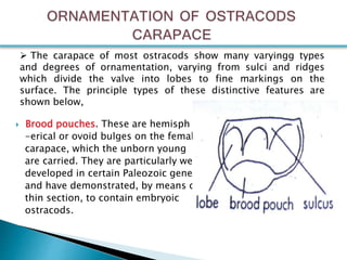 Morphology of ostracods | PPTX
