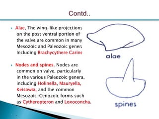 Morphology of ostracods | PPTX