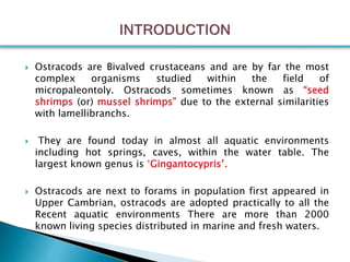 Morphology of ostracods | PPTX