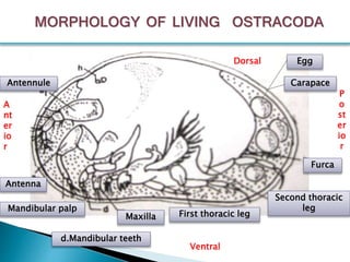 Morphology of ostracods | PPTX