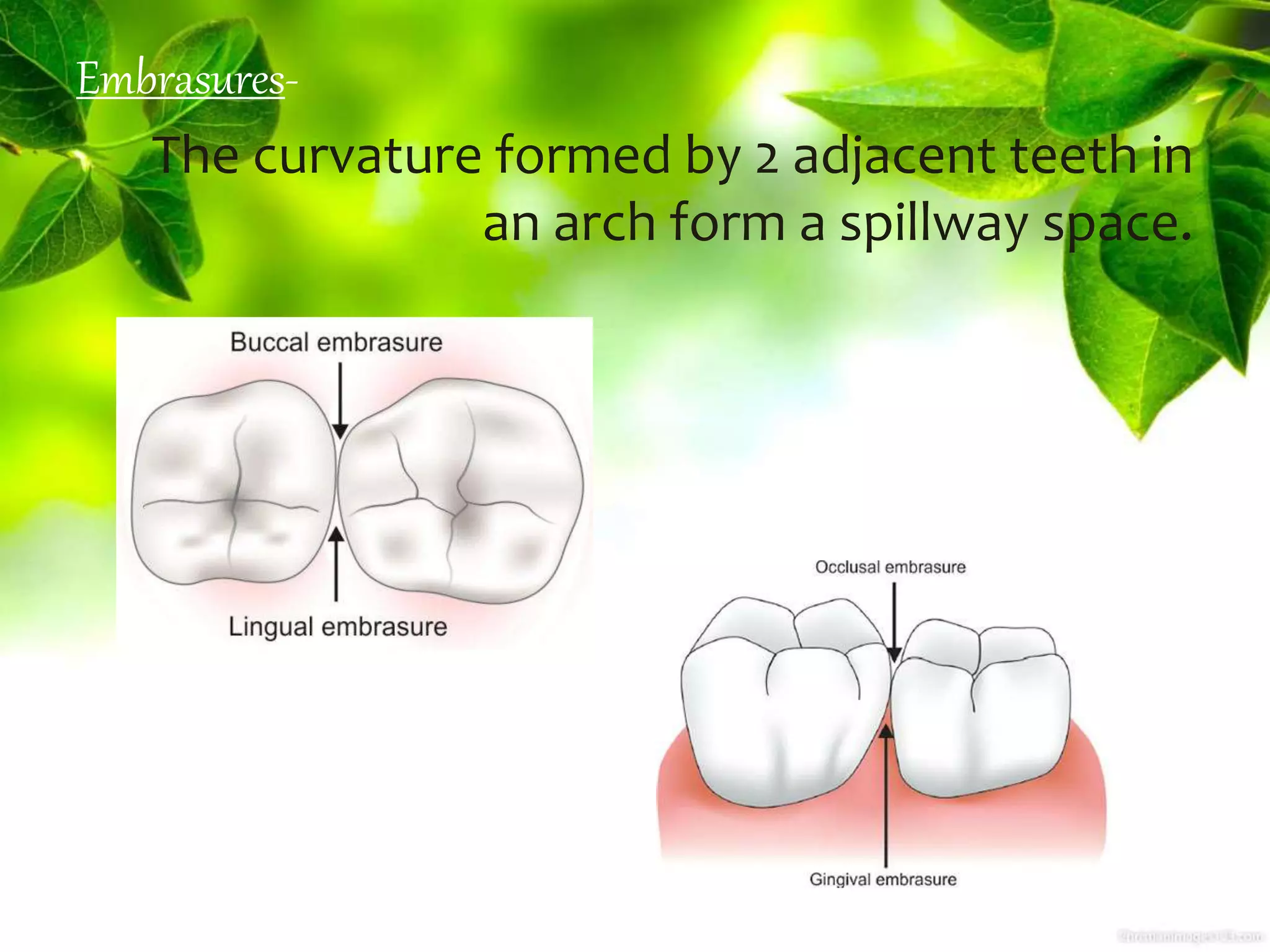 morphology of permanent teeth.pptx | Dental Health | Diseases and Conditions