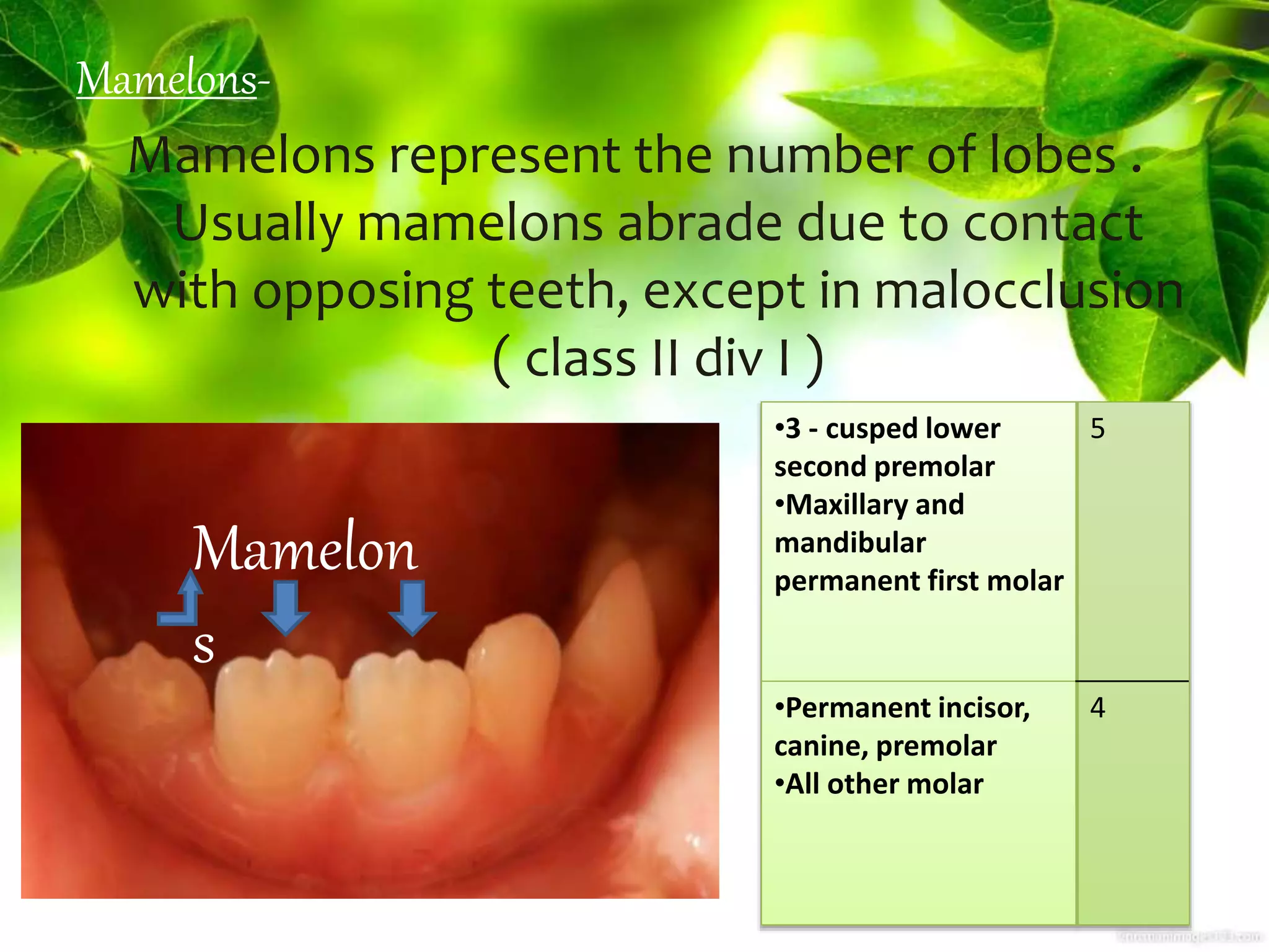 morphology of permanent teeth.pptx | Dental Health | Diseases and ...
