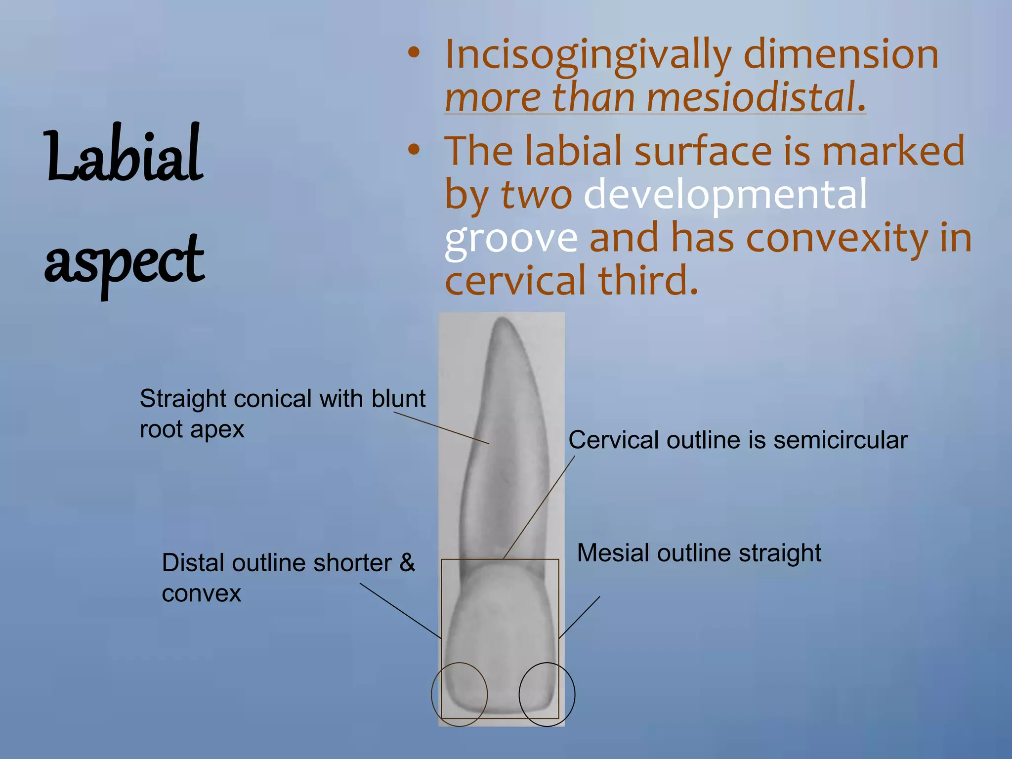 morphology of permanent teeth.pptx