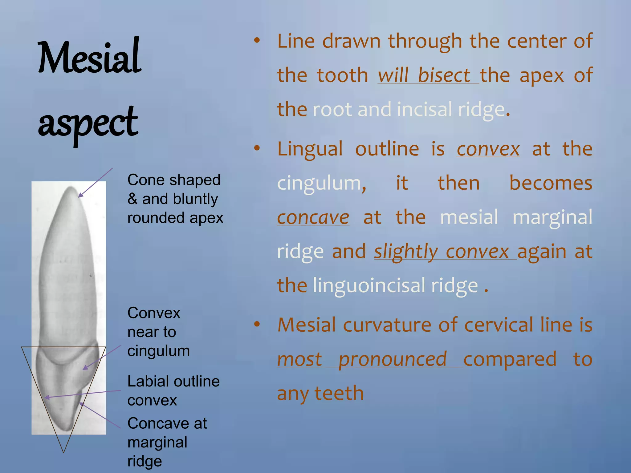 morphology of permanent teeth.pptx