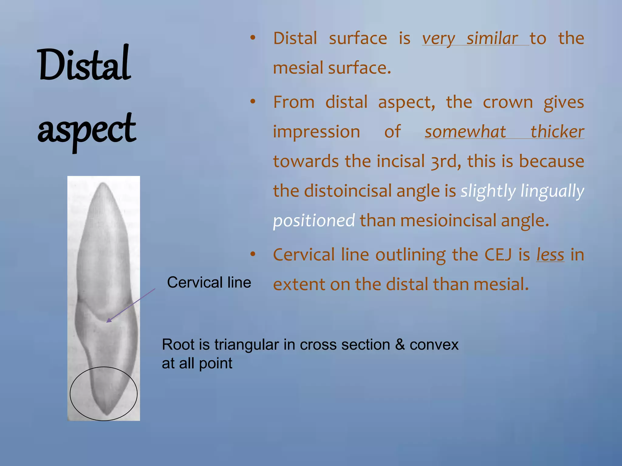 morphology of permanent teeth.pptx