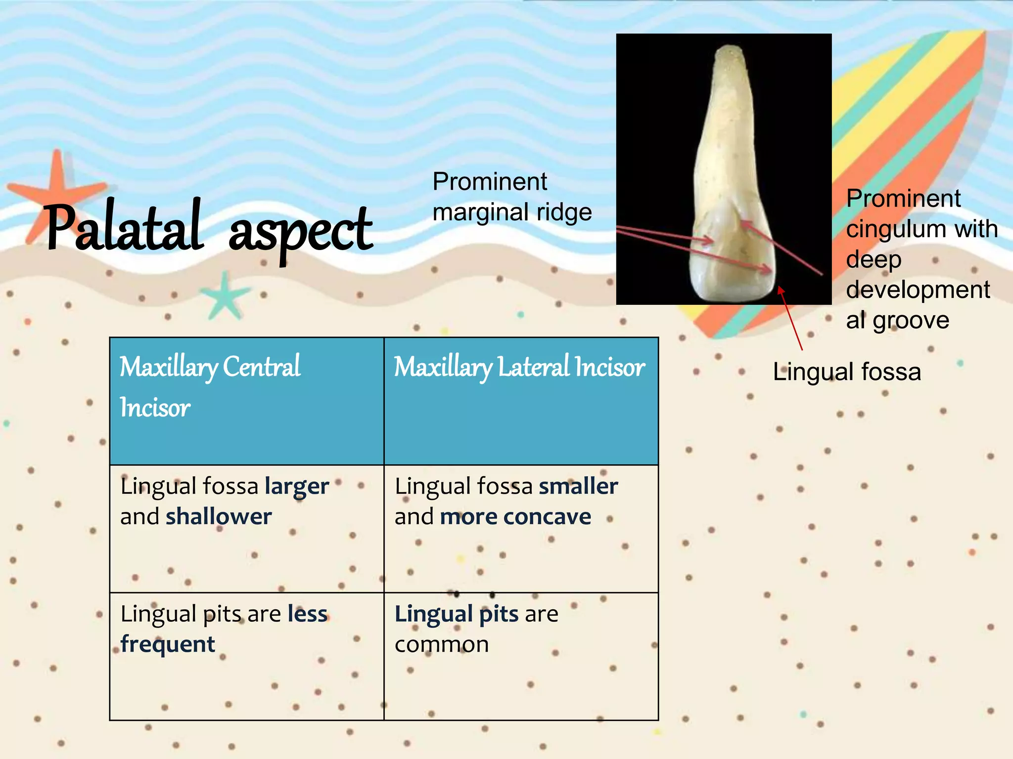 morphology of permanent teeth.pptx