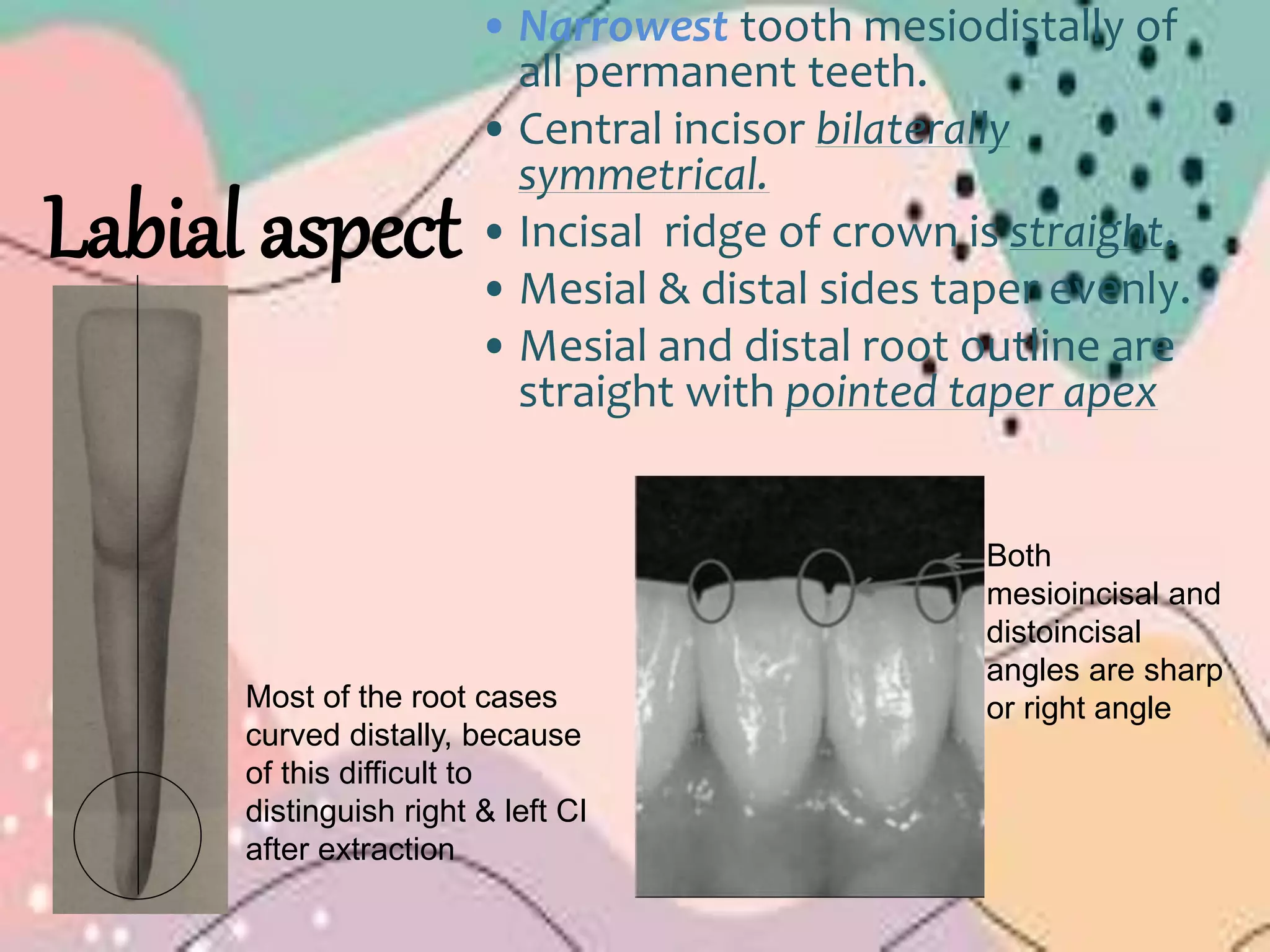 morphology of permanent teeth.pptx