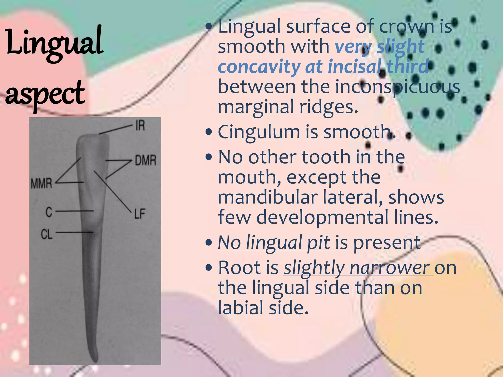 morphology of permanent teeth.pptx