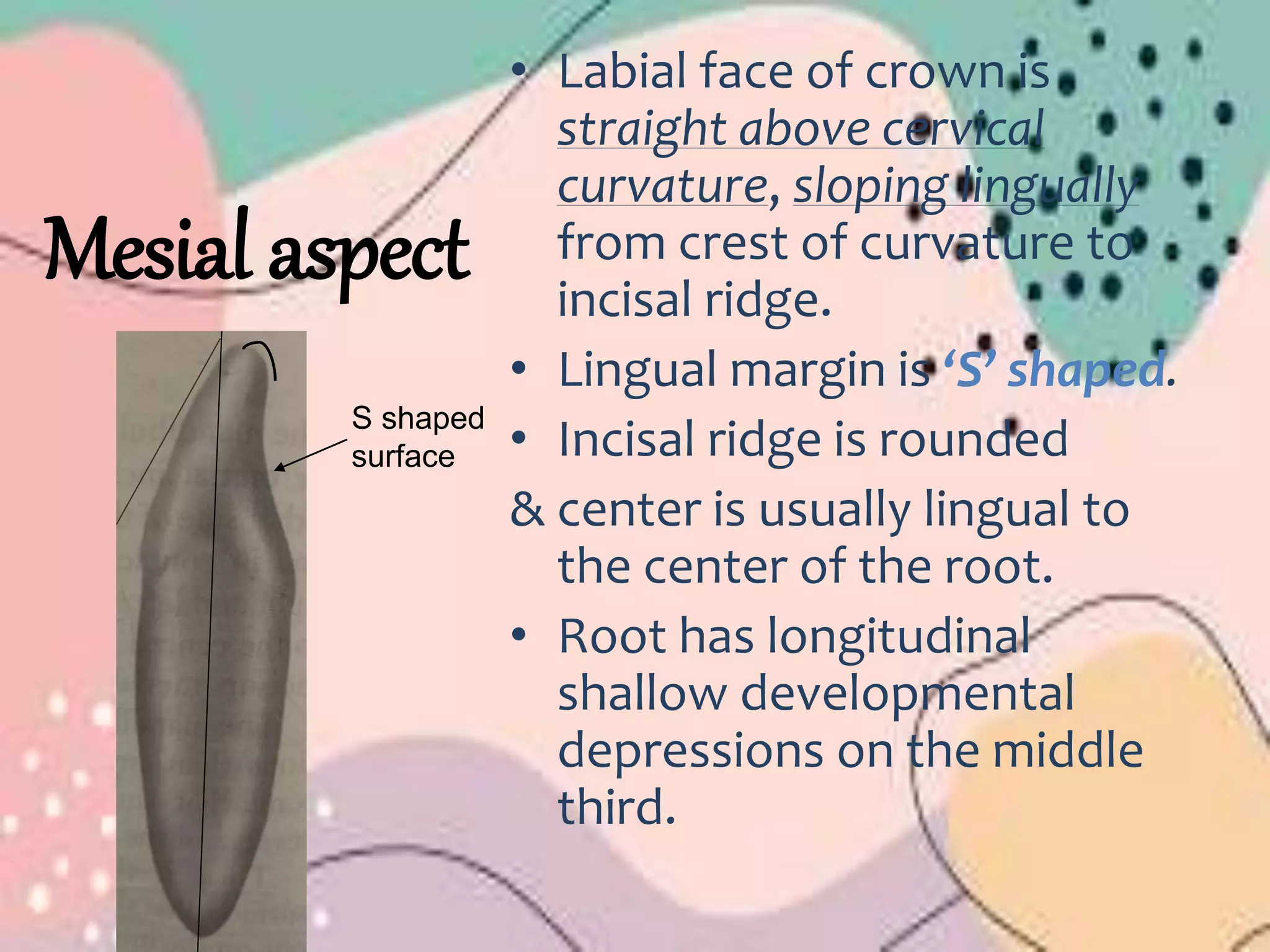morphology of permanent teeth.pptx