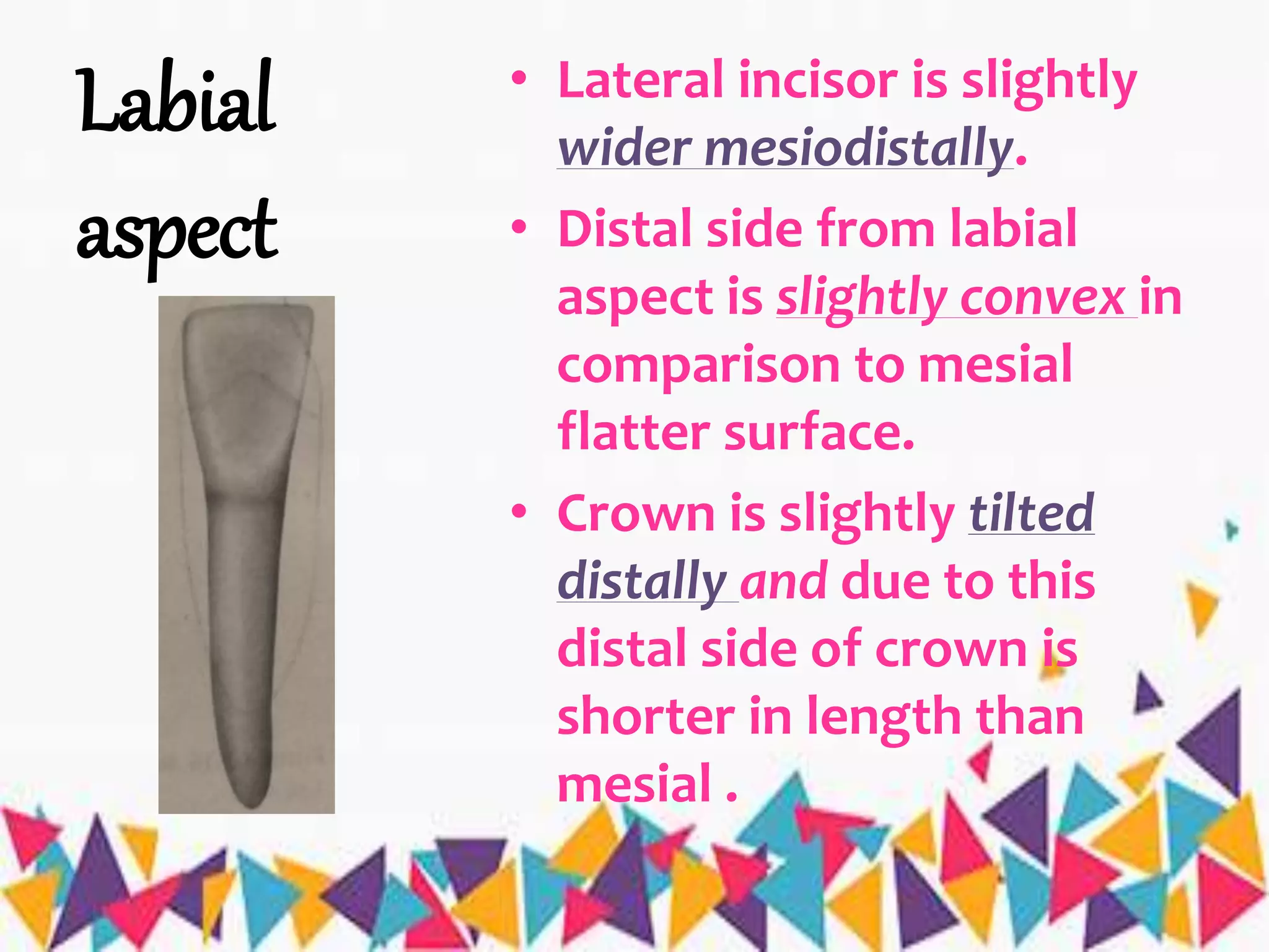 morphology of permanent teeth.pptx