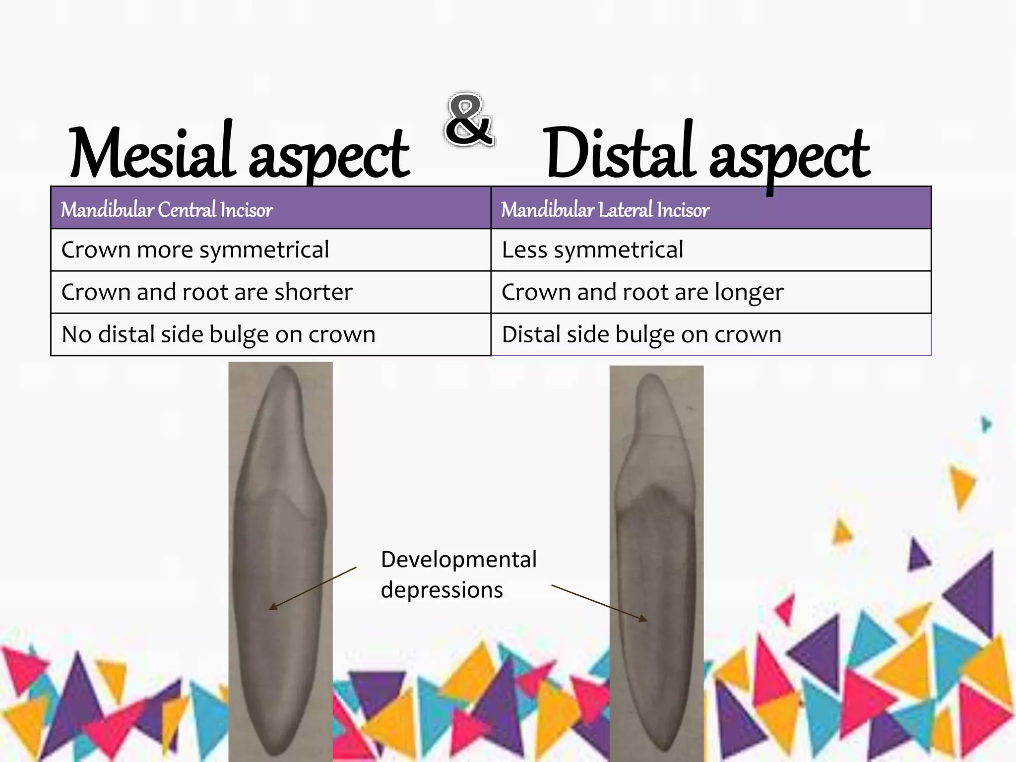 morphology of permanent teeth.pptx