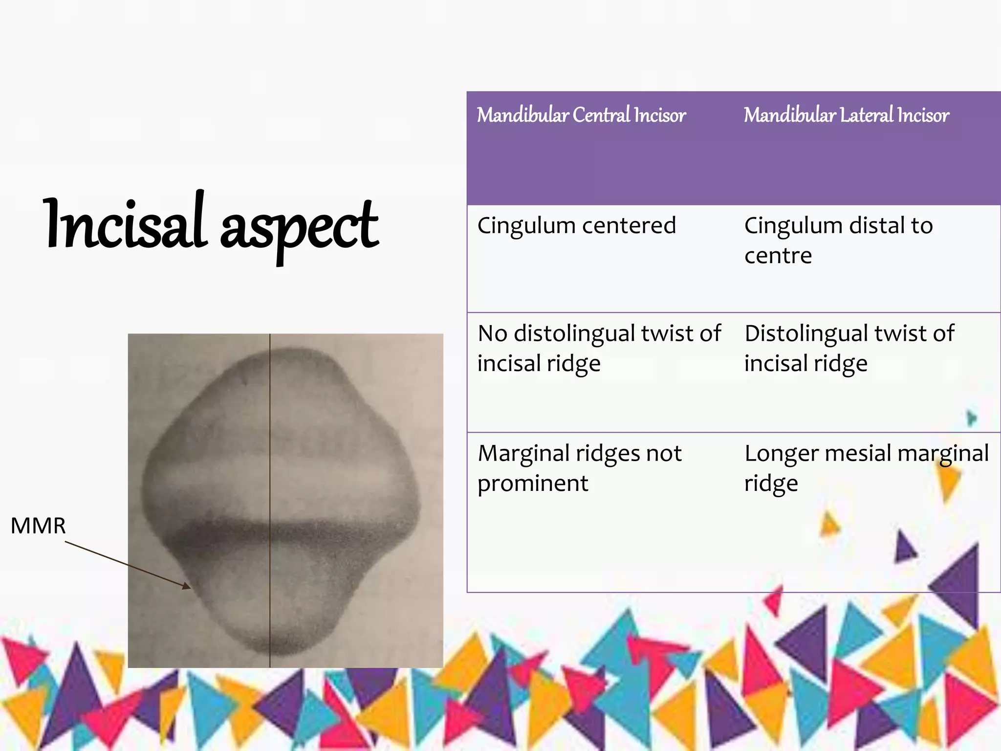 morphology of permanent teeth.pptx