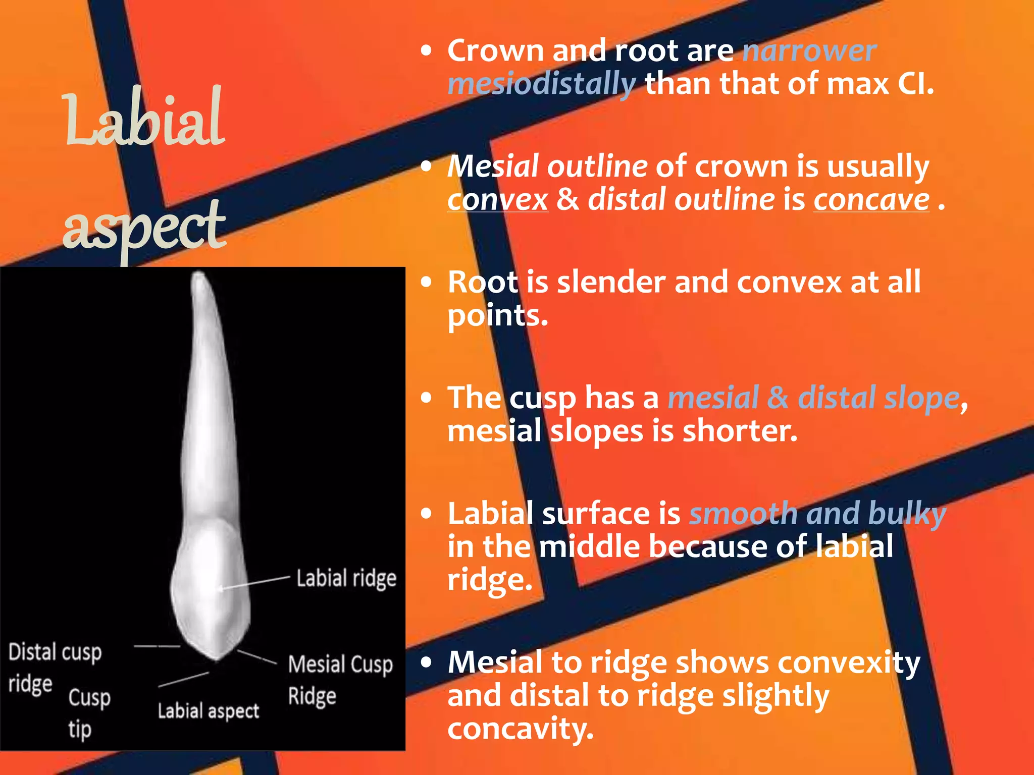morphology of permanent teeth.pptx