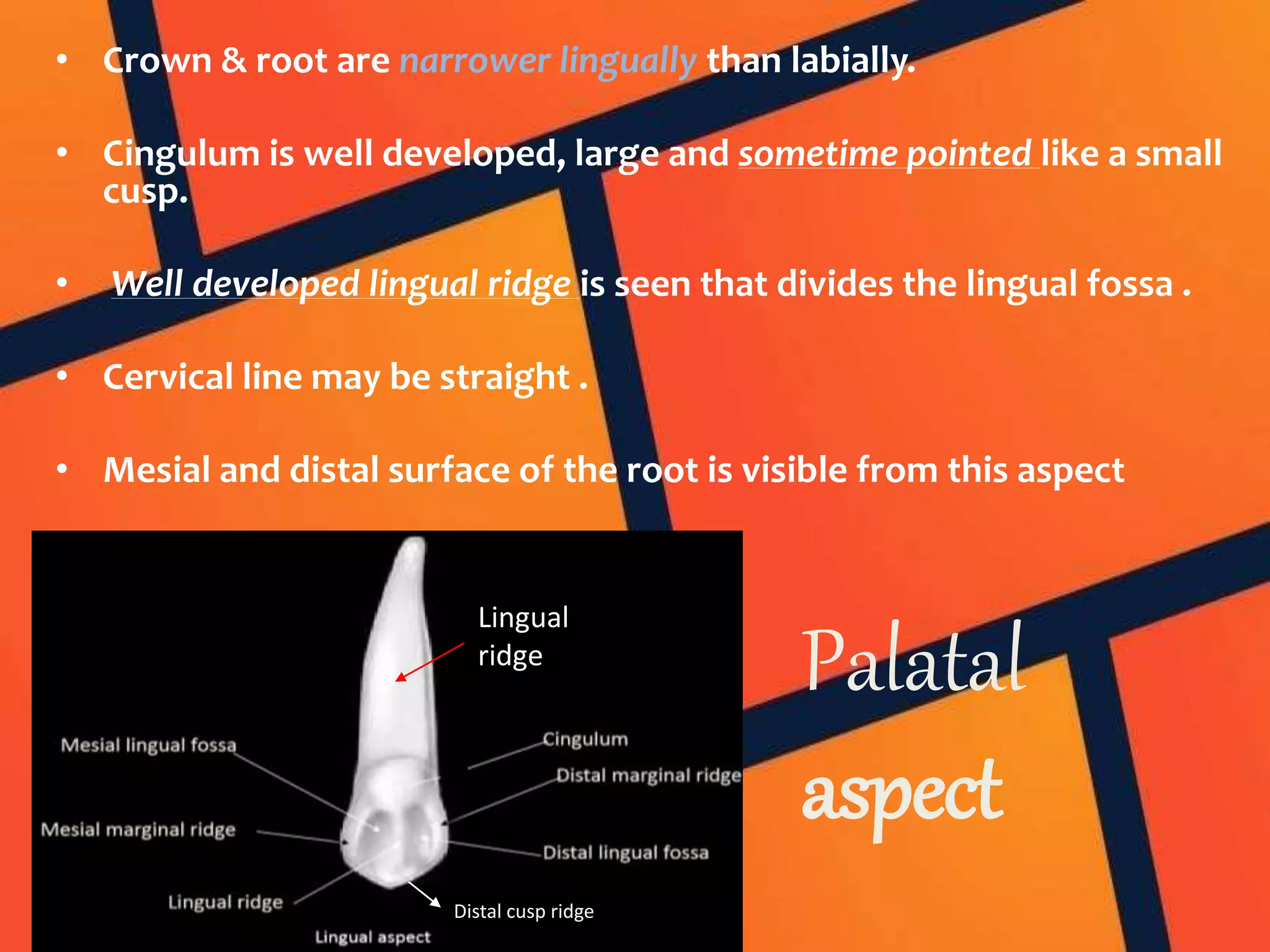 morphology of permanent teeth.pptx