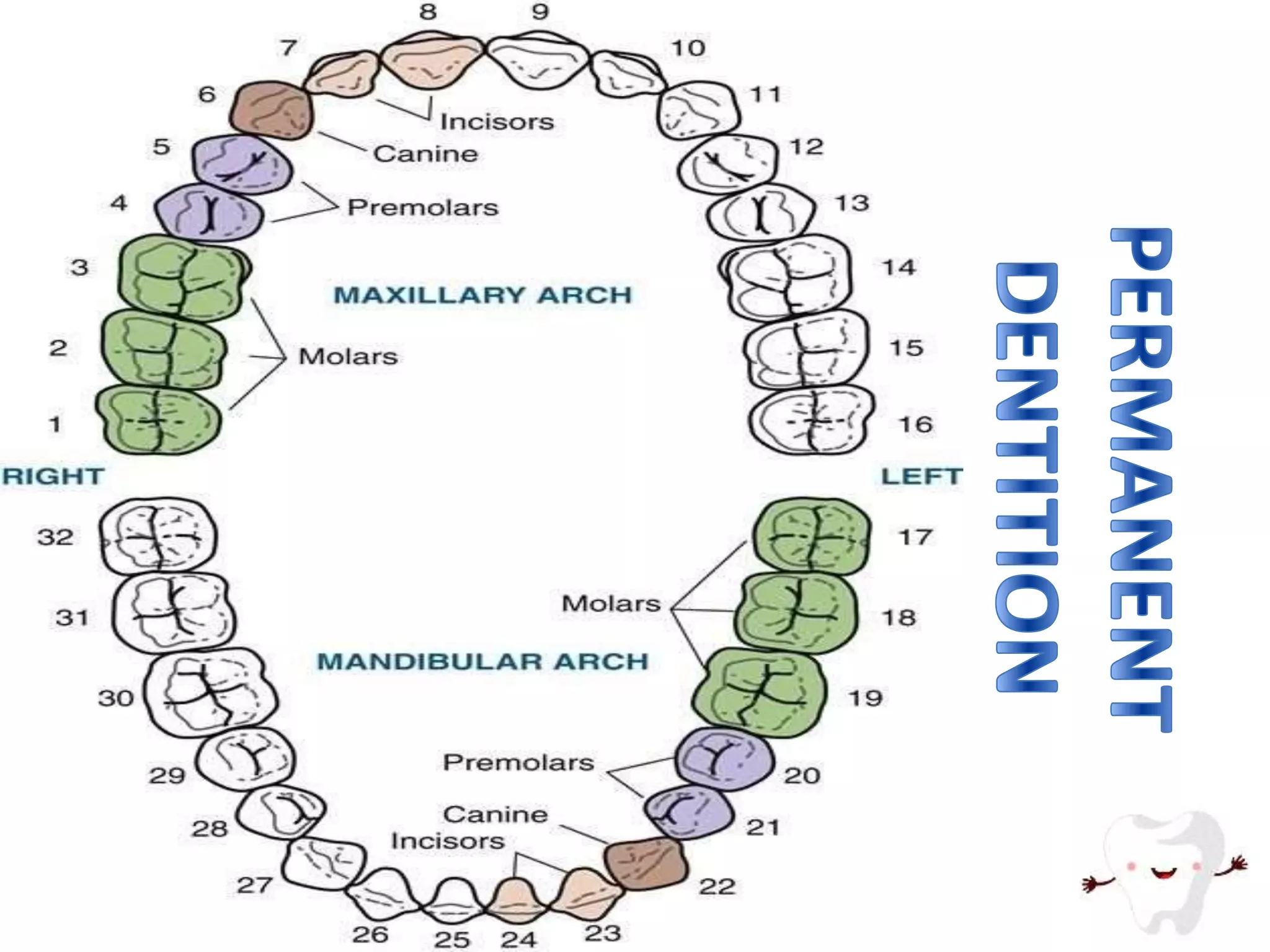 morphology of permanent teeth.pptx | Dental Health | Diseases and Conditions