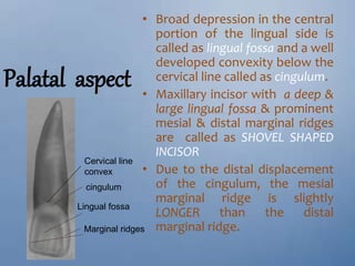 morphology of permanent teeth.pptx