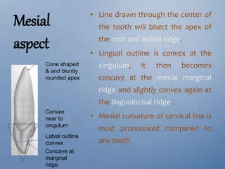 morphology of permanent teeth.pptx