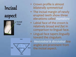 morphology of permanent teeth.pptx