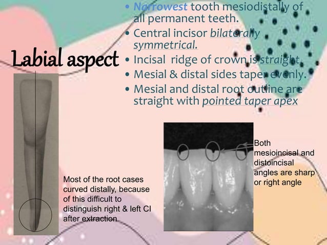 morphology of permanent teeth.pptx | Dental Health | Diseases and Conditions