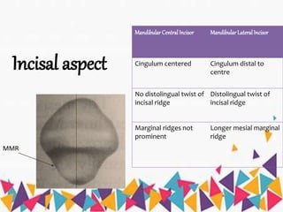morphology of permanent teeth.pptx