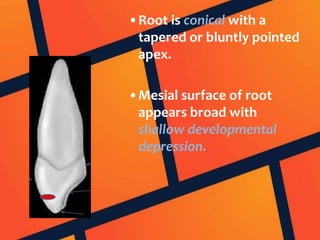 morphology of permanent teeth.pptx