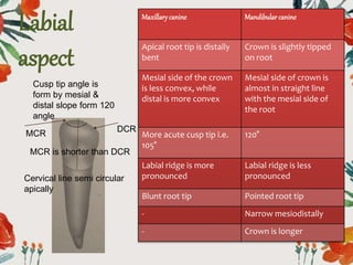 morphology of permanent teeth.pptx