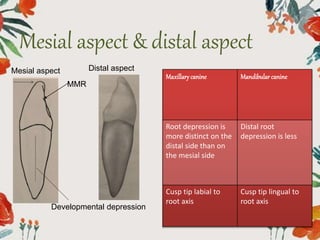 morphology of permanent teeth.pptx