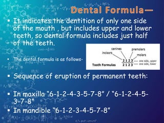 morphology of permanent teeth.pptx