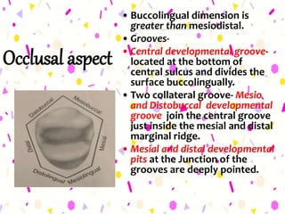 morphology of permanent teeth.pptx