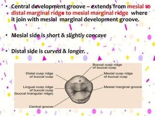 morphology of permanent teeth.pptx