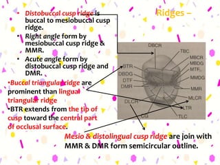 morphology of permanent teeth.pptx