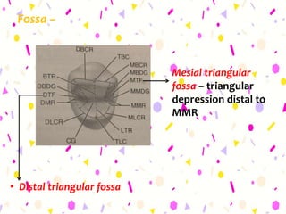 morphology of permanent teeth.pptx