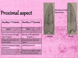 morphology of permanent teeth.pptx