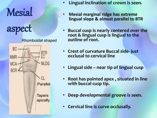 morphology of permanent teeth.pptx