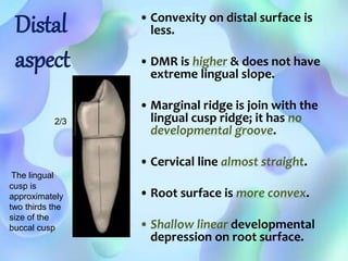 morphology of permanent teeth.pptx