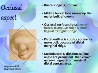 morphology of permanent teeth.pptx