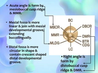 morphology of permanent teeth.pptx