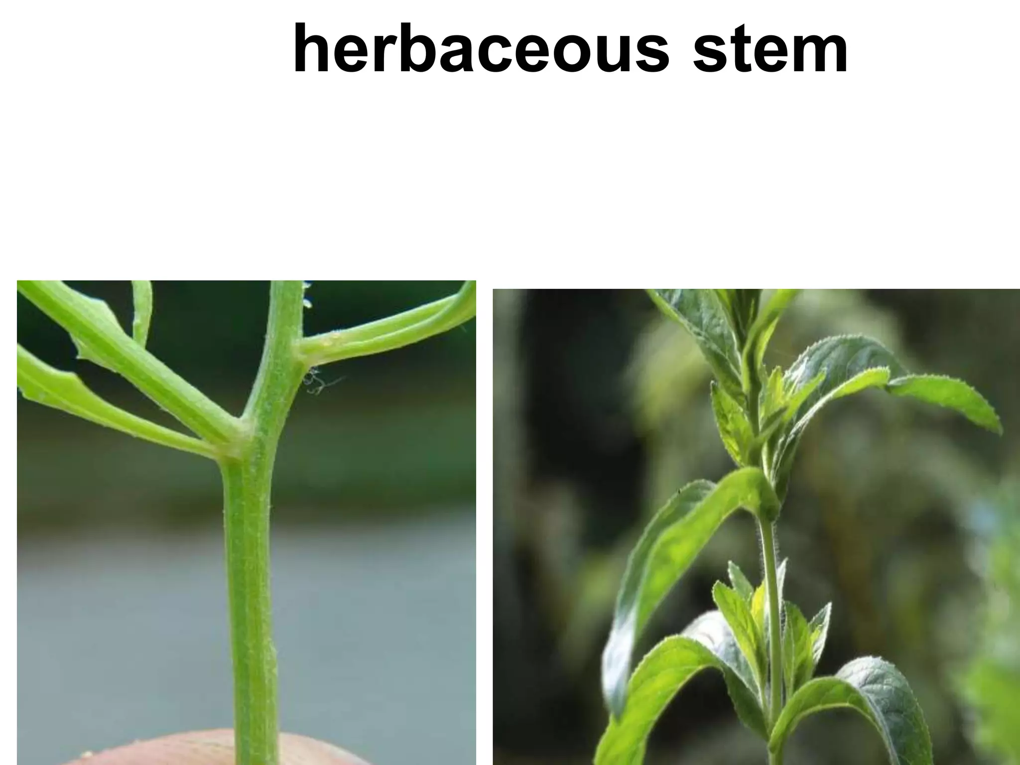 Plant morphology. pptx | PPT