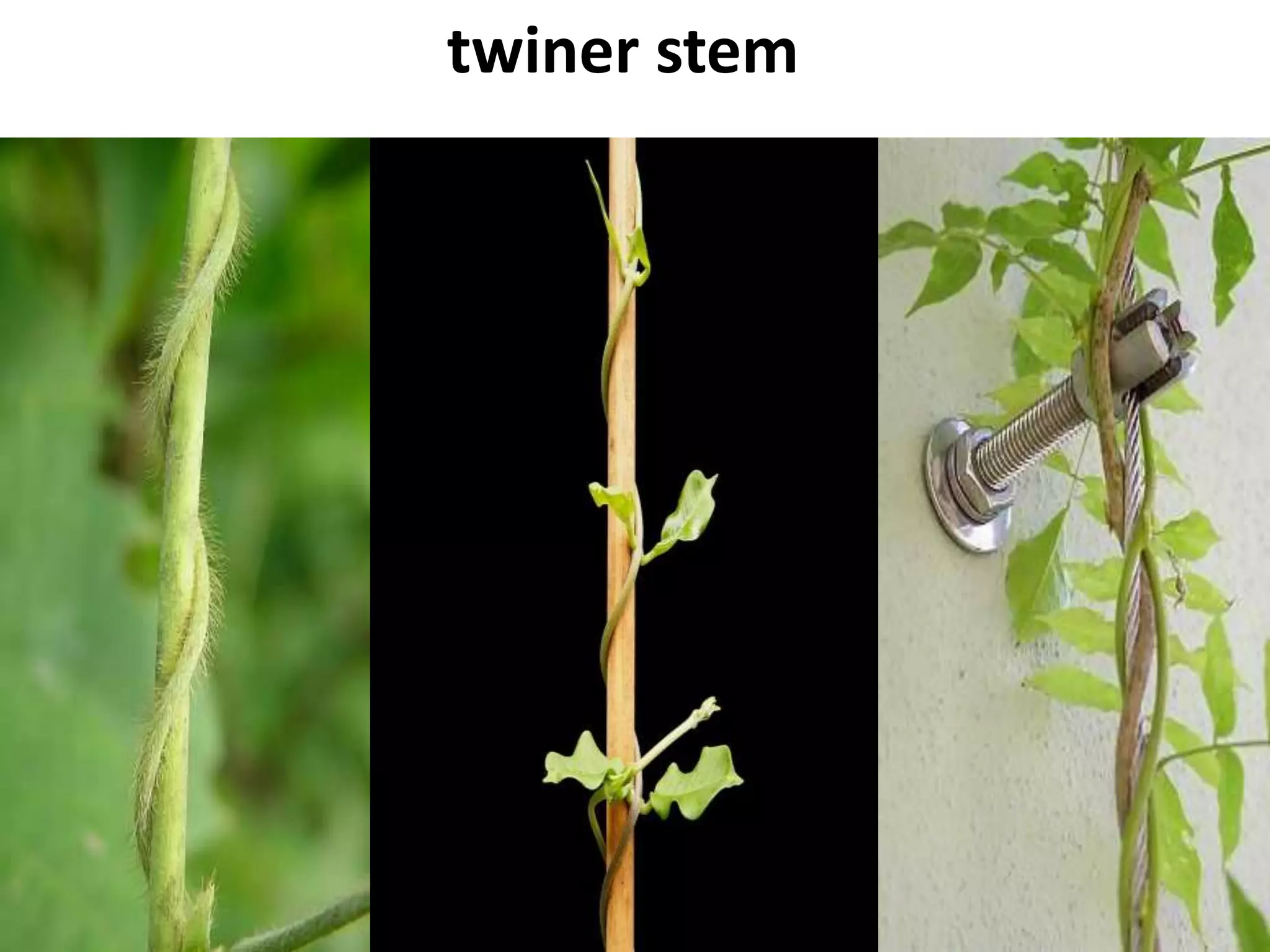 Plant morphology. pptx | PPT